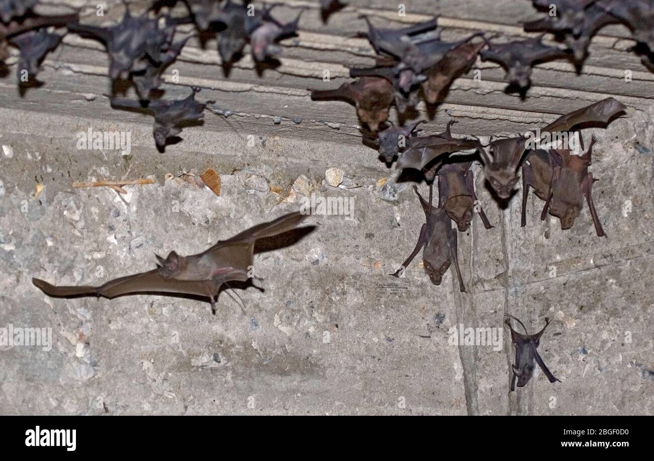 Greater Mouse-tailed Bat (Rhinopoma microphyllum) is a species of bat ...