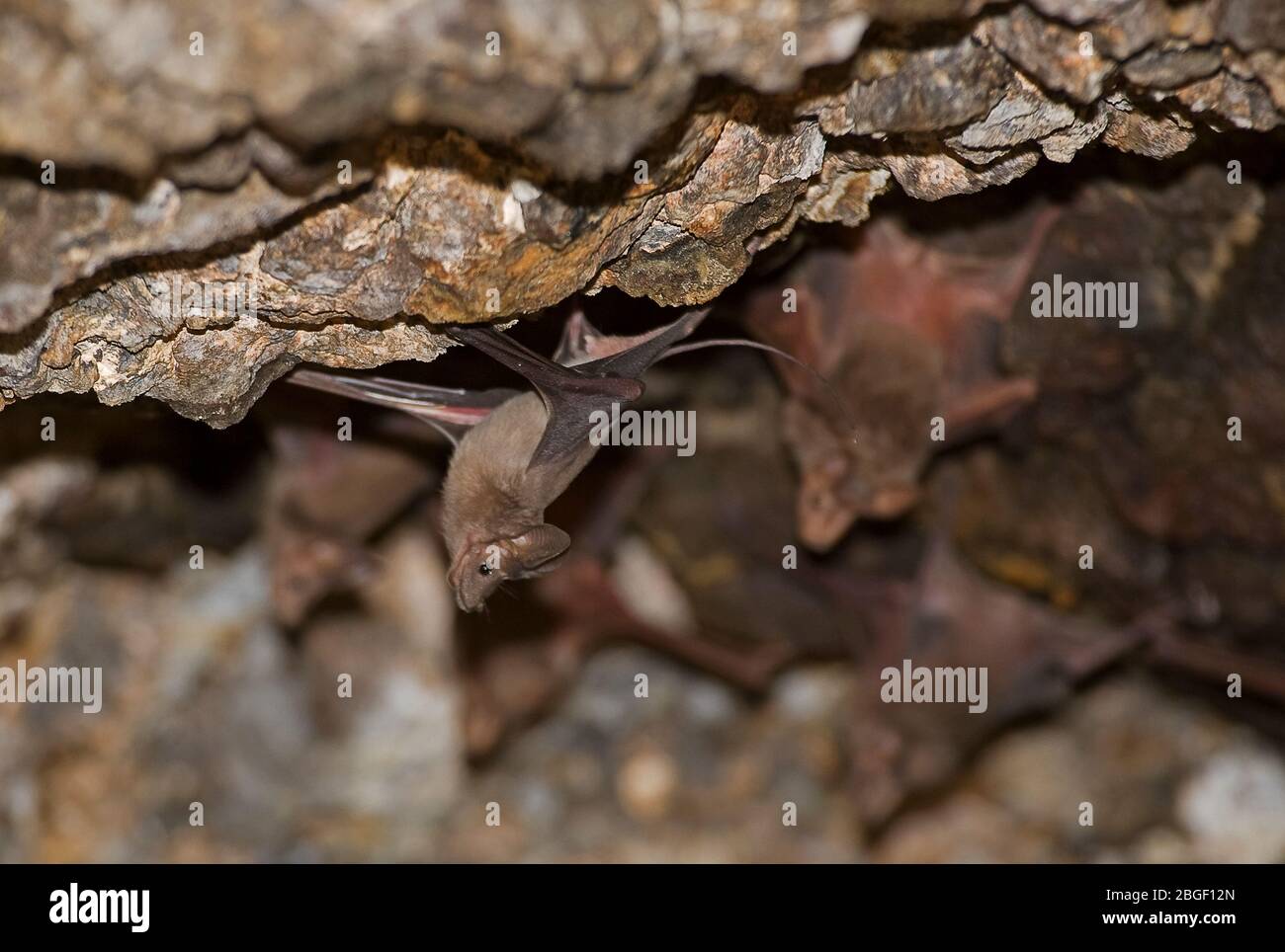 Greater Mouse-tailed Bat (Rhinopoma microphyllum) is a species of bat ...