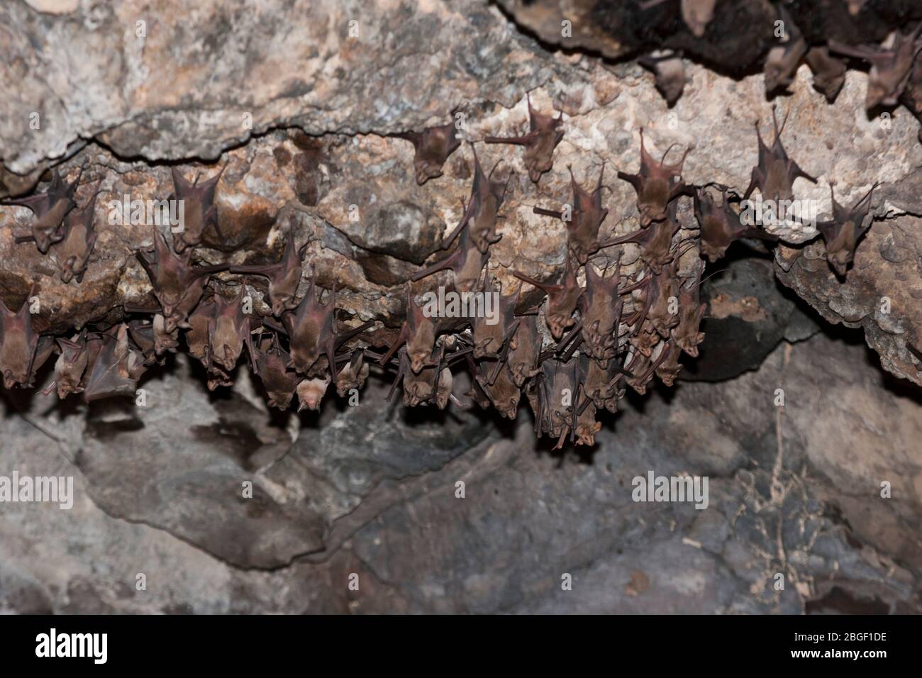 Greater Mouse-tailed Bat (Rhinopoma microphyllum) is a species of bat ...