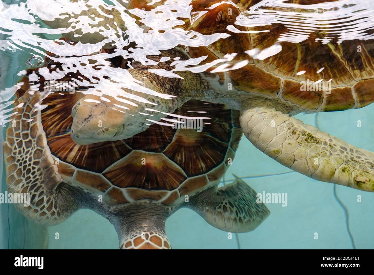 Close up. Sea turtles mating in the pond Stock Photo - Alamy