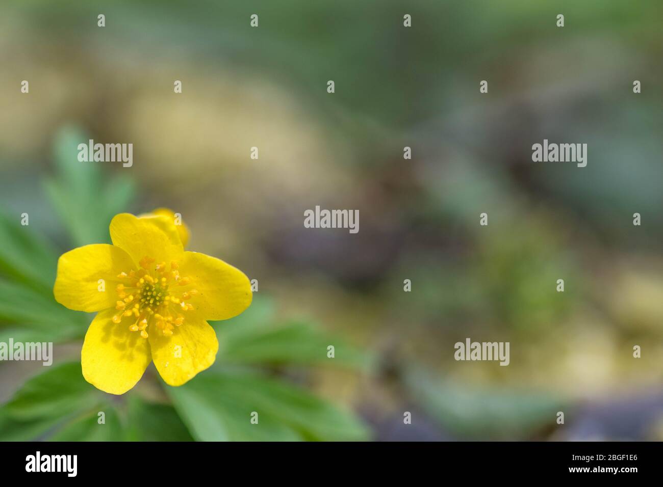 Yellow flower of spring in a forest after the rain with blurred ...