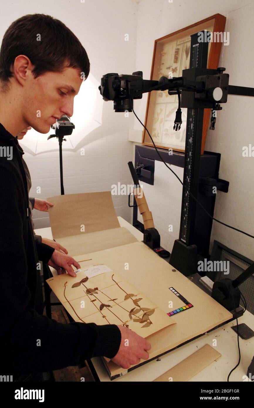Herbarium making of-IMG 6749 Stock Photo - Alamy