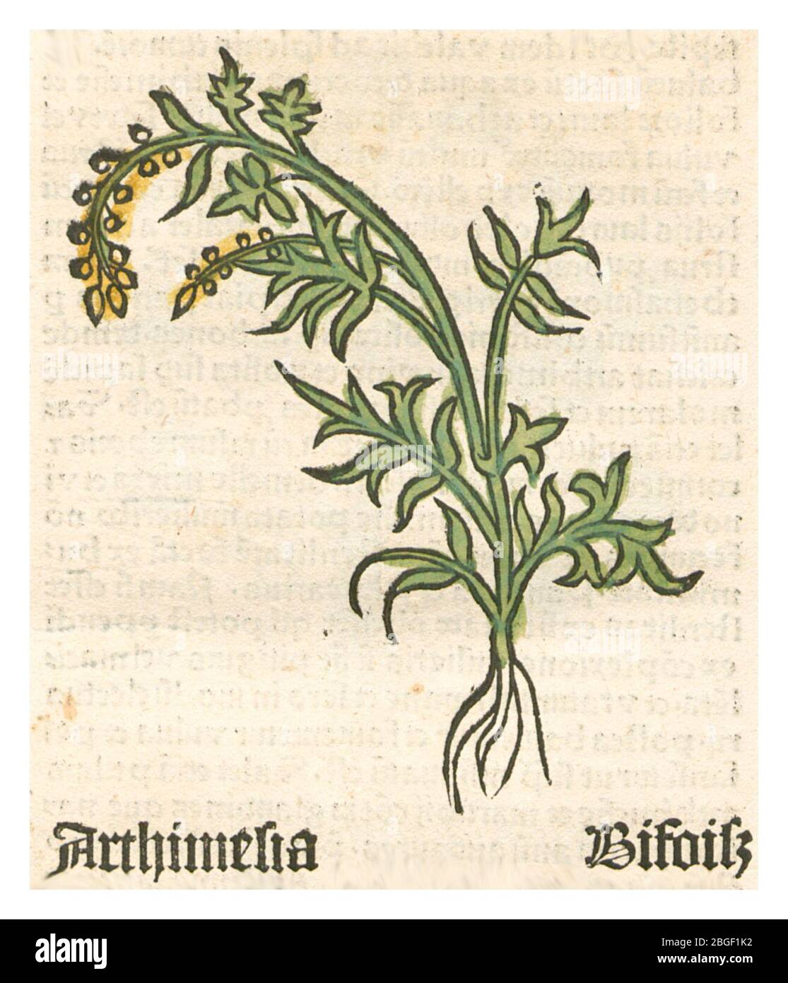 Herbarius Artemisia Bifoiß Stock Photo - Alamy