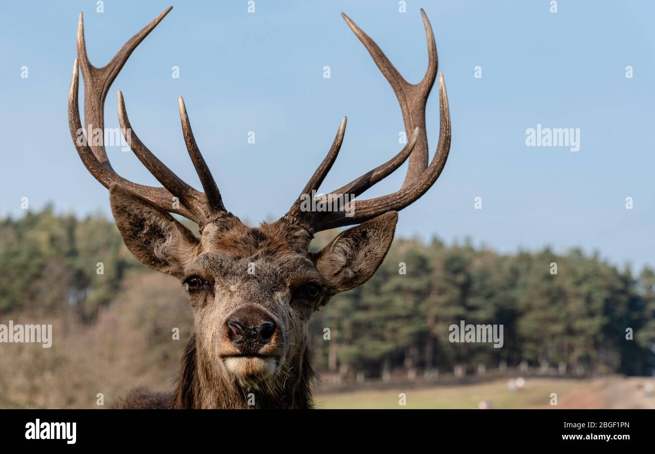 Red deer stag england hi-res stock photography and images - Alamy