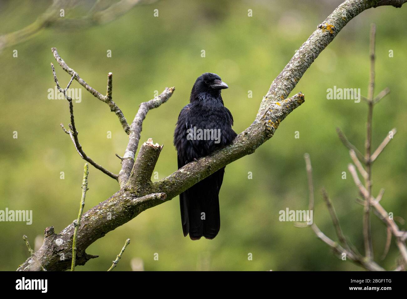 Raven on a branch, England, Europe Stock Photo - Alamy