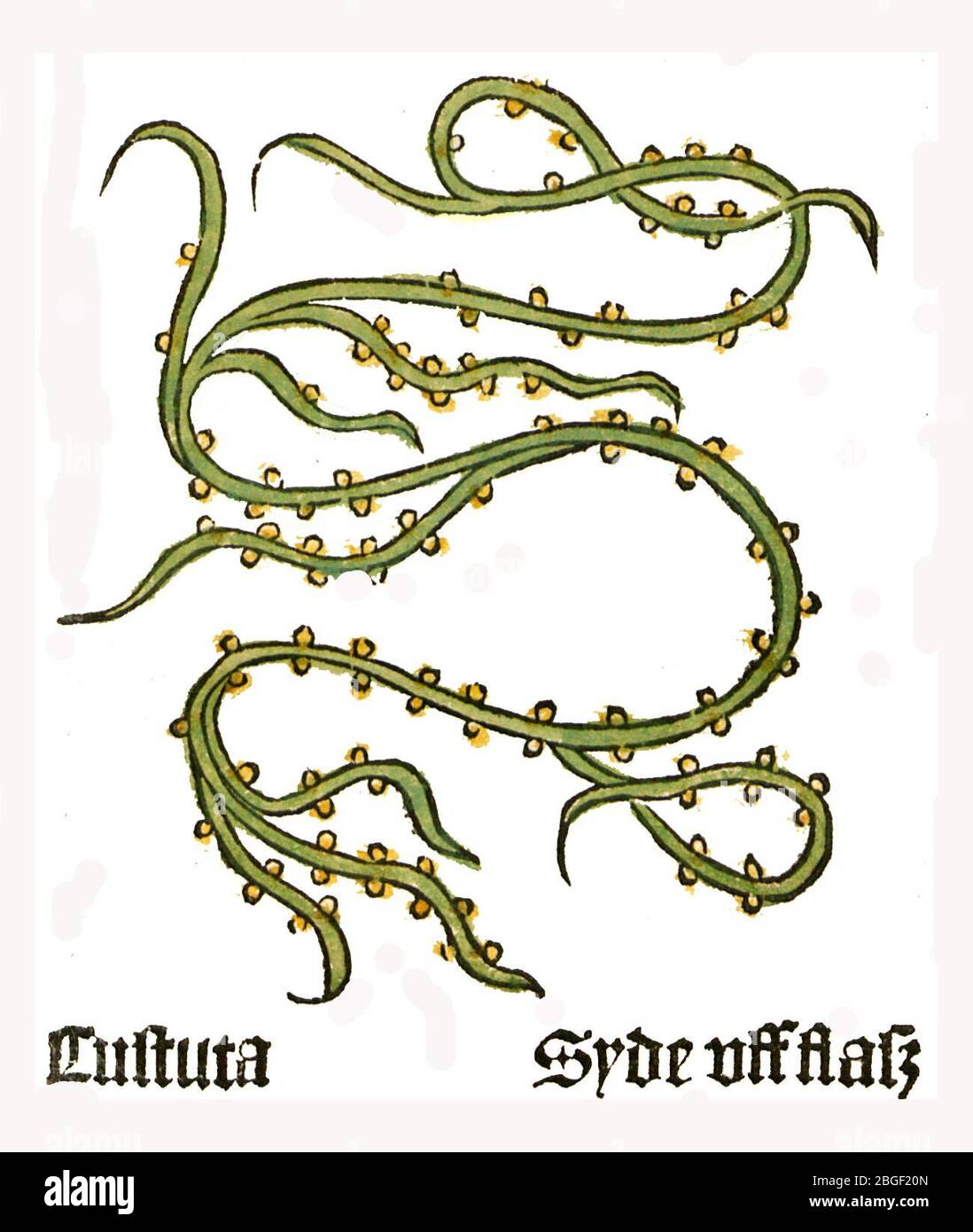 Cuscuta Cut Out Stock Images & Pictures - Alamy