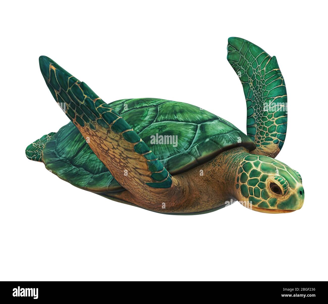 Green sea turtle Cut Out Stock Images & Pictures - Alamy