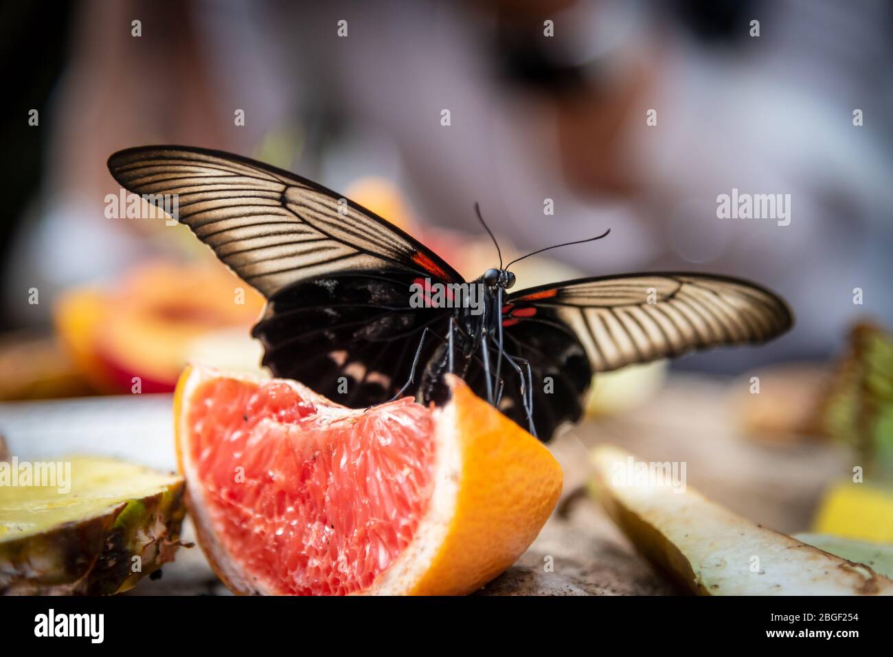 Orange england hi-res stock photography and images - Alamy