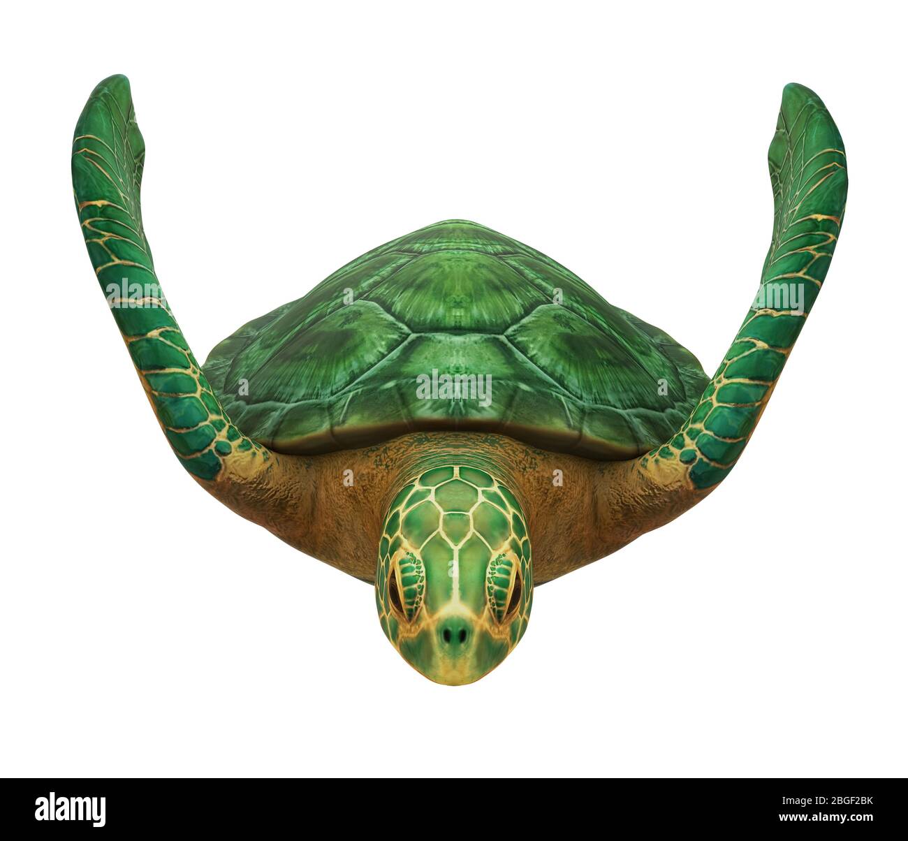 Sea turtle blue animal Cut Out Stock Images & Pictures - Alamy