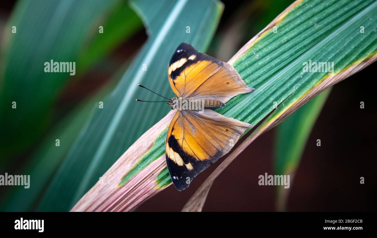 Orange butterfly on a leaf, Butterfly Farm, England, Europe Stock Photo ...