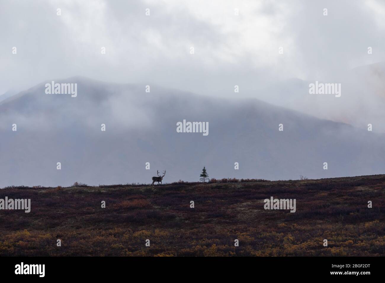 Barren Ground Caribou Bull at Sunrise in Alaska Stock Photo - Alamy