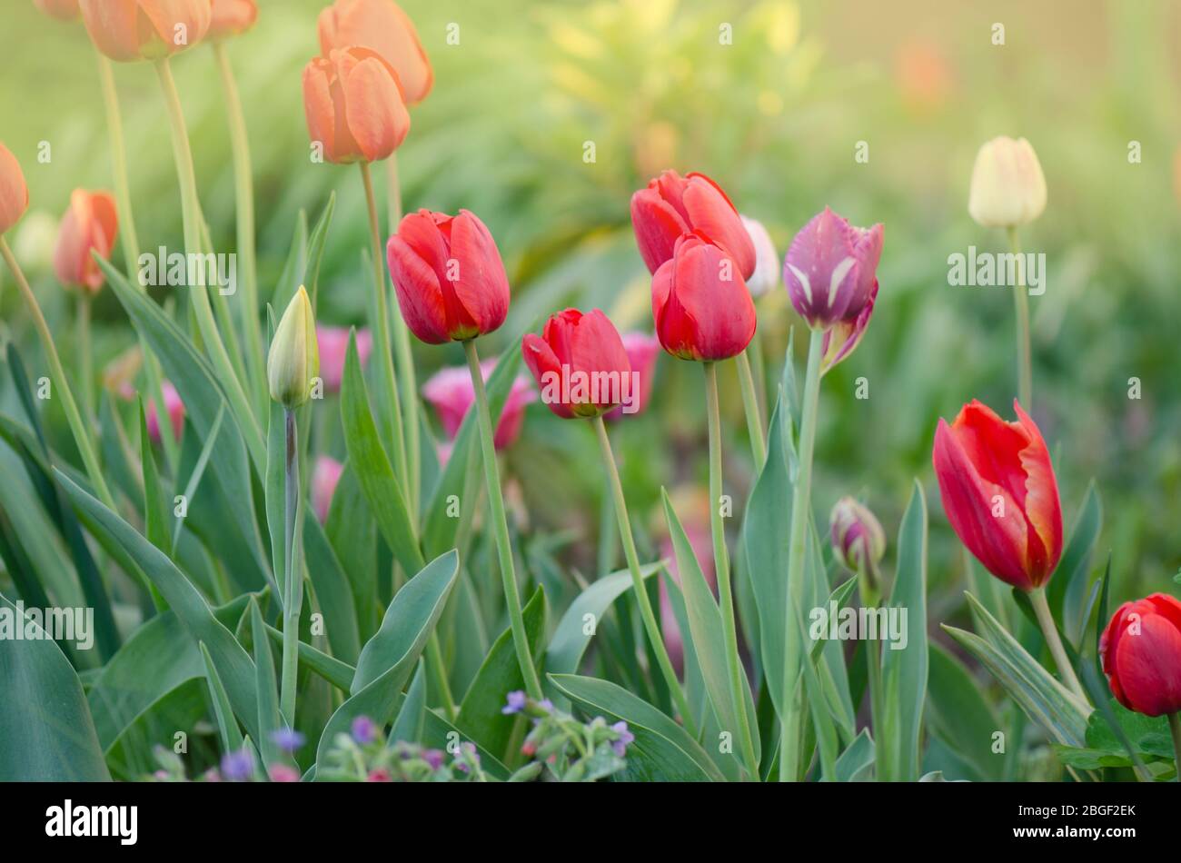 Red tulip flower background. Red tulip in garden. Field of beautiful ...