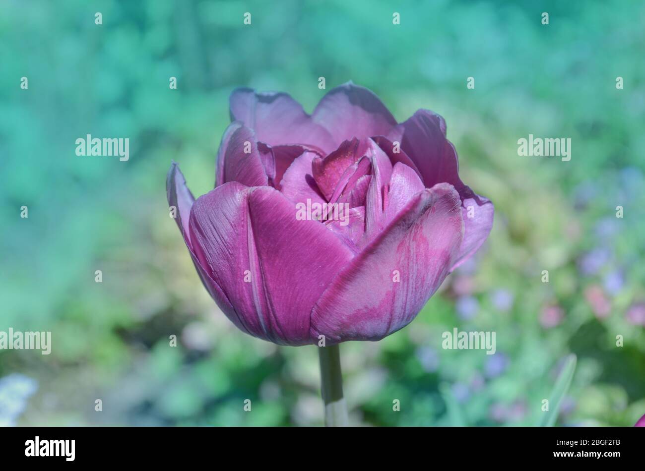 Violet lilac tulip Blue Spectacle close up. Purple double peony tulip ...
