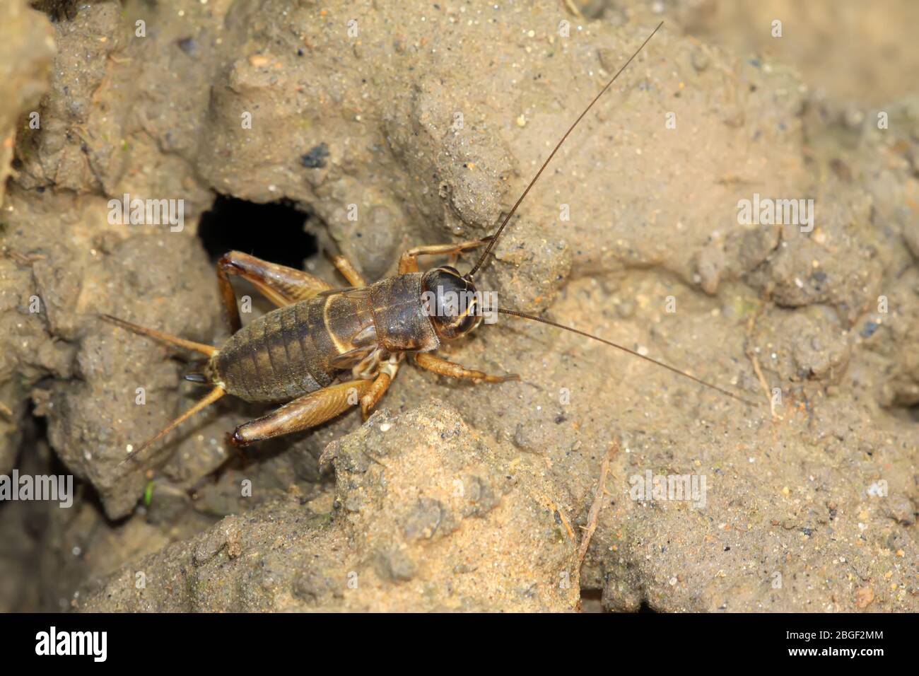a kind of orthoptera insects named crickets Stock Photo - Alamy