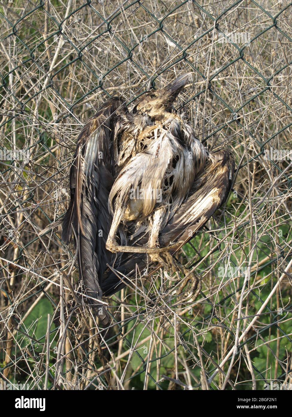 dead crow on fence Stock Photo - Alamy