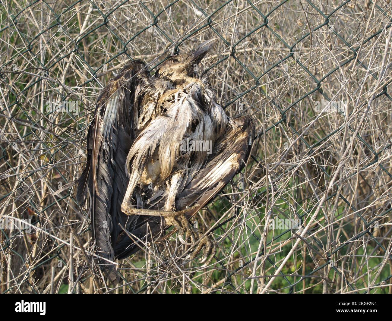 dead crow on fence Stock Photo - Alamy