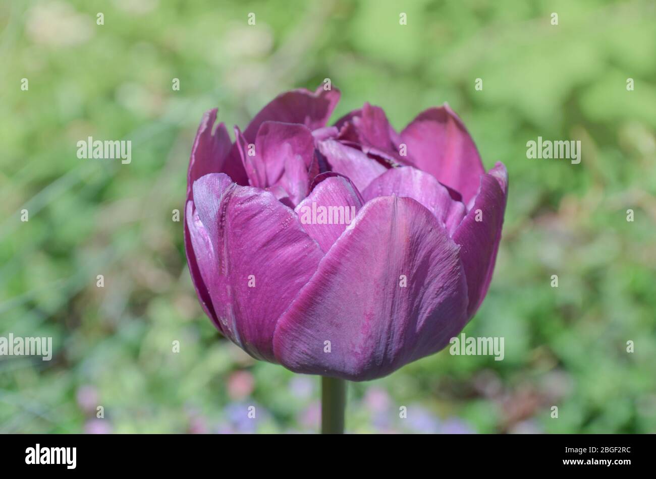 Violet lilac tulip Blue Spectacle close up. Purple double peony tulip ...