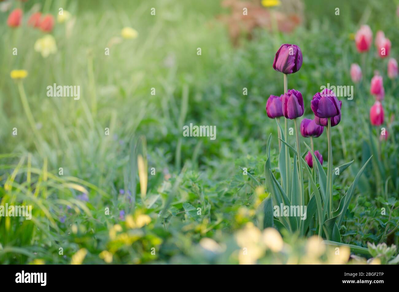 Flowers in sunny garden. Flower bed in beautiful spring day Stock Photo ...