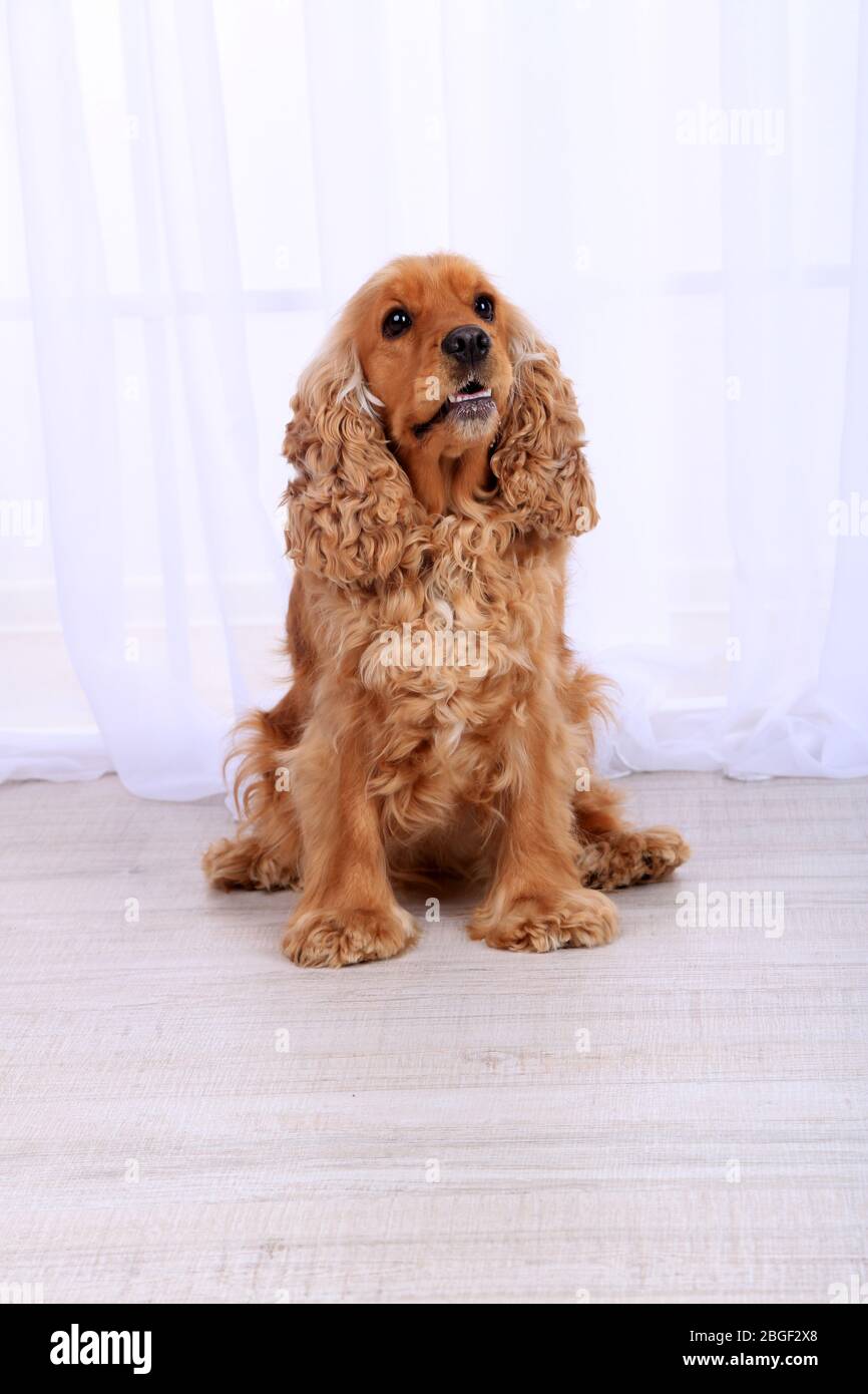 English cocker spaniel in room Stock Photo - Alamy