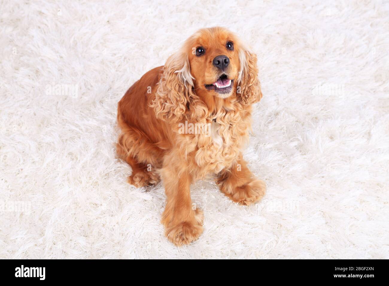 English cocker spaniel on carpet in room Stock Photo - Alamy