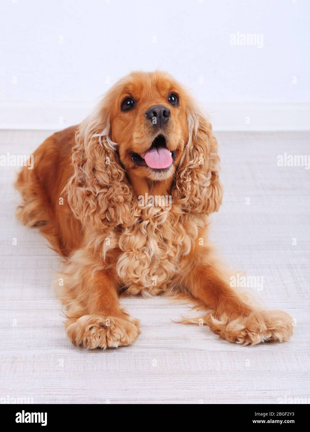 English cocker spaniel in room Stock Photo - Alamy