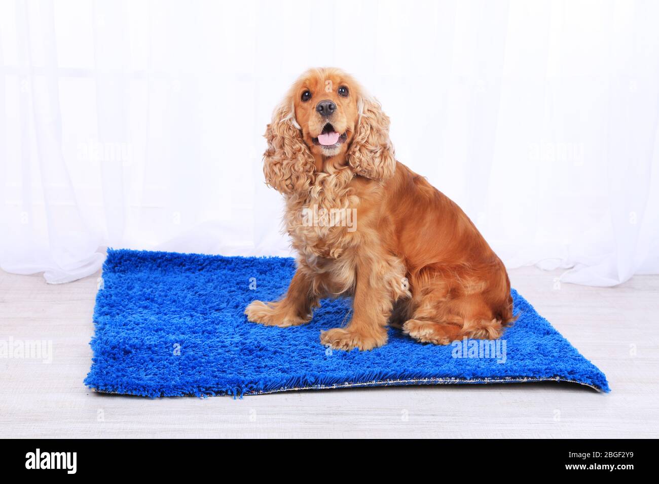 English cocker spaniel on carpet in room Stock Photo - Alamy