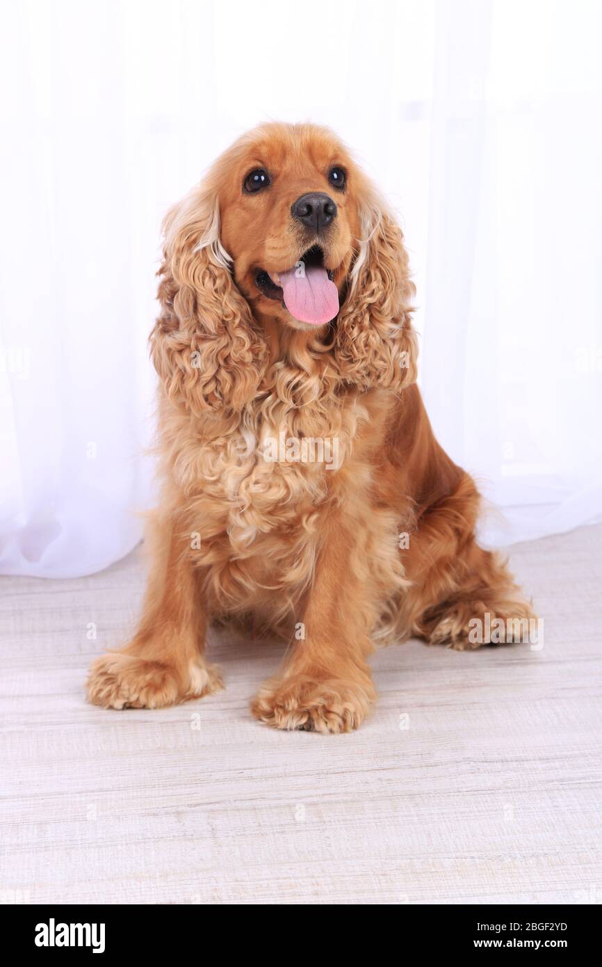 English cocker spaniel in room Stock Photo - Alamy