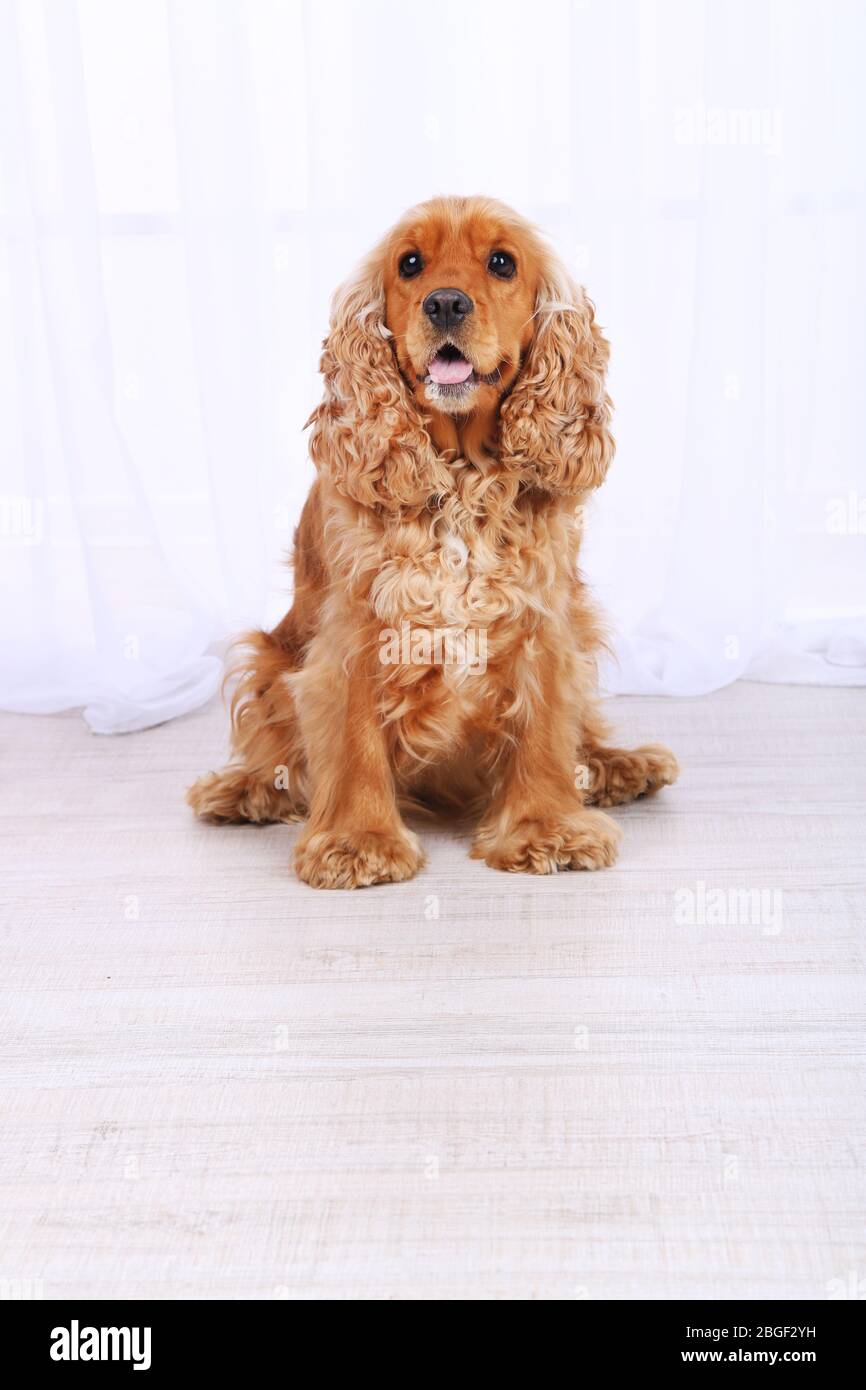 English cocker spaniel in room Stock Photo - Alamy
