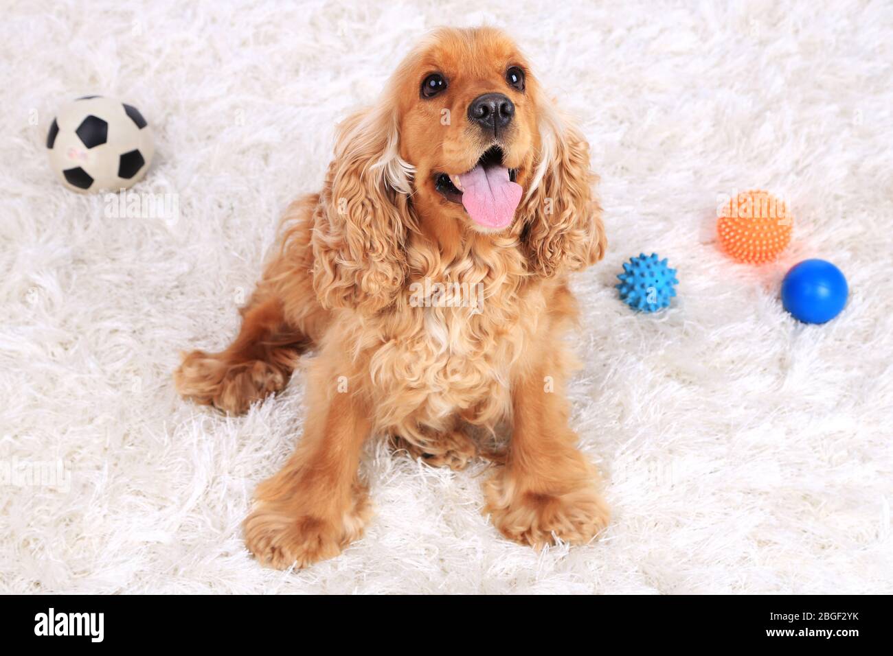 English cocker spaniel on carpet in room Stock Photo - Alamy