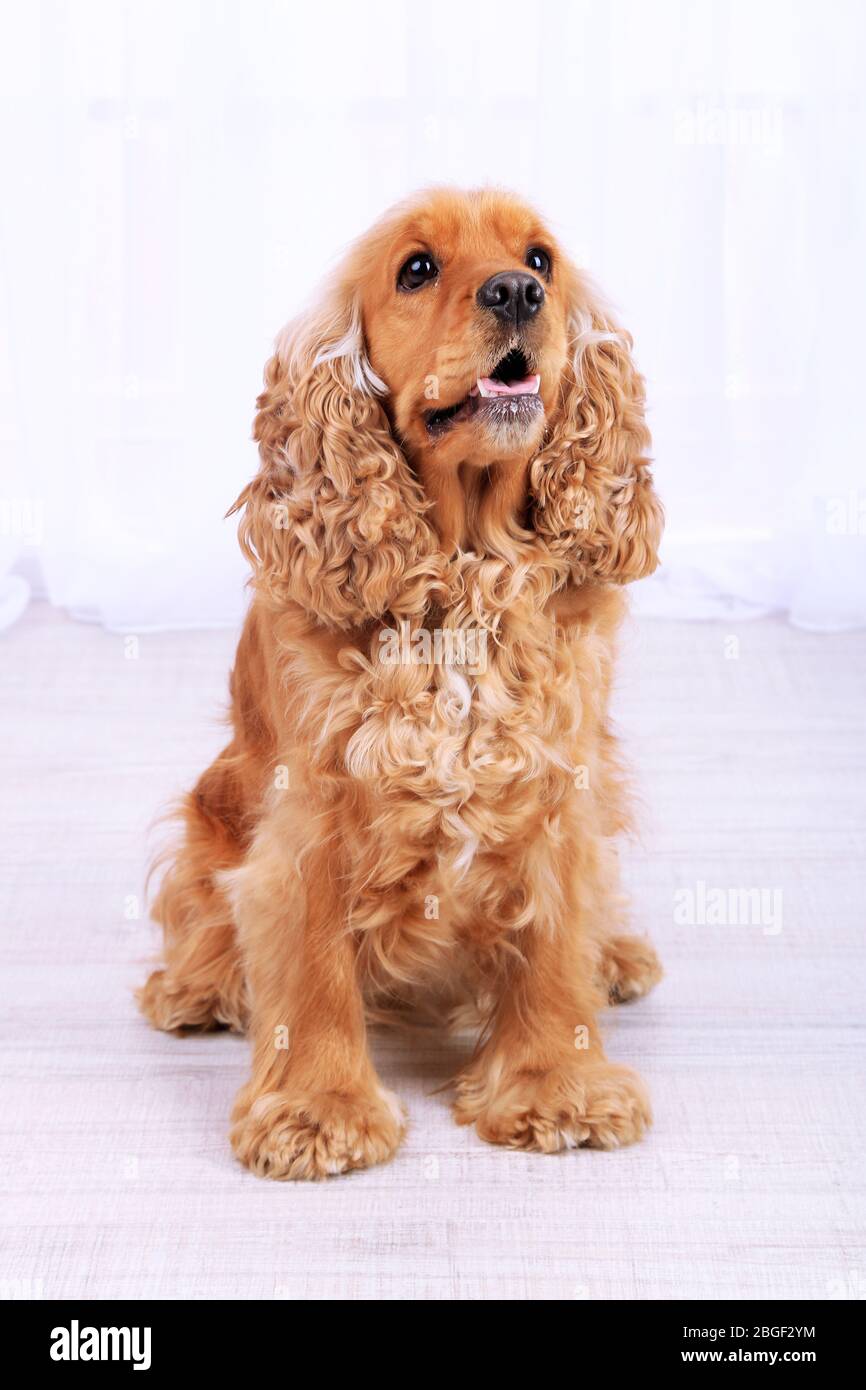 English cocker spaniel in room Stock Photo - Alamy
