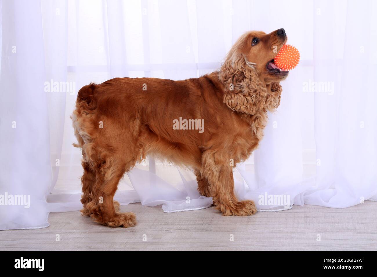 English cocker spaniel in room Stock Photo - Alamy