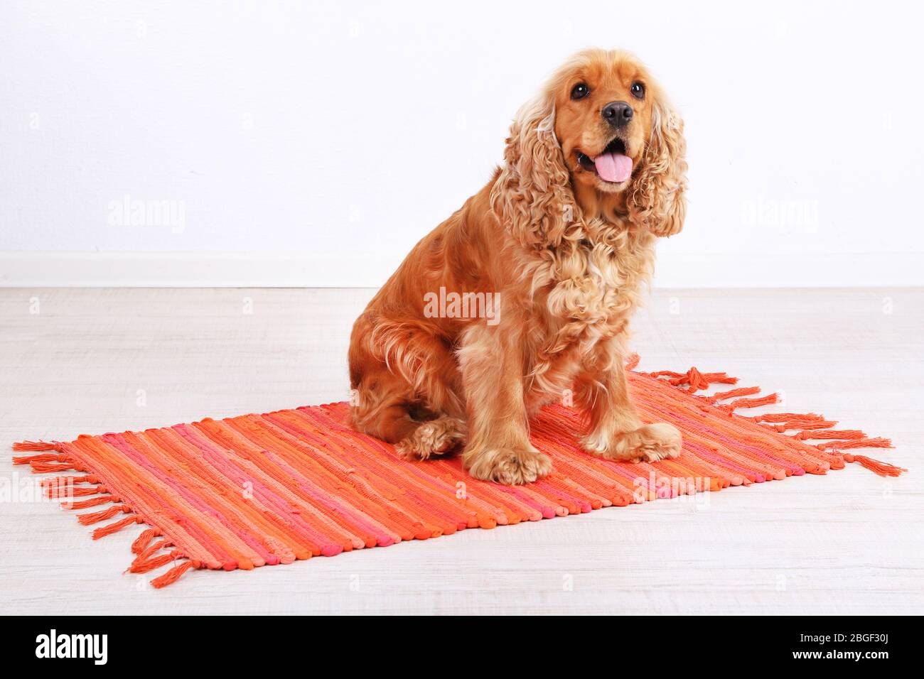 English cocker spaniel on carpet in room Stock Photo - Alamy