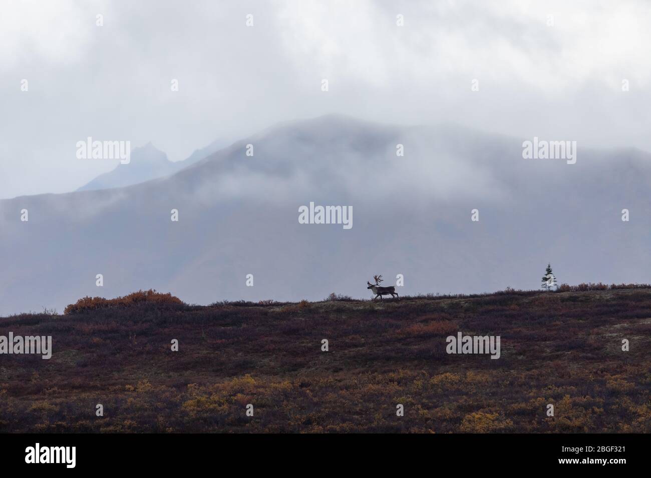 Barren Ground Caribou Bull at Sunrise in Alaska Stock Photo - Alamy