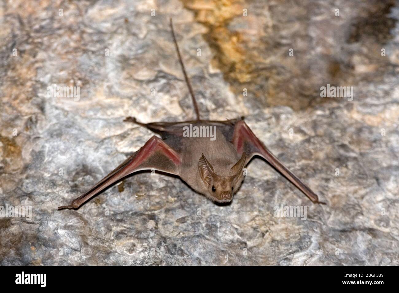 Long tailed bat hi-res stock photography and images - Alamy
