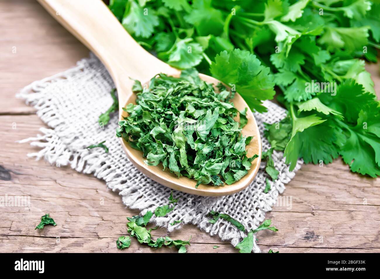 Dried cilantro in a spoon on burlap, fresh cilantro herb on a ...