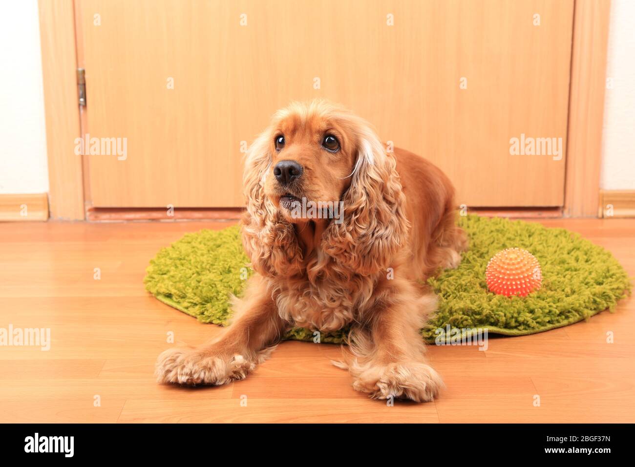 English cocker spaniel on rug near door Stock Photo - Alamy