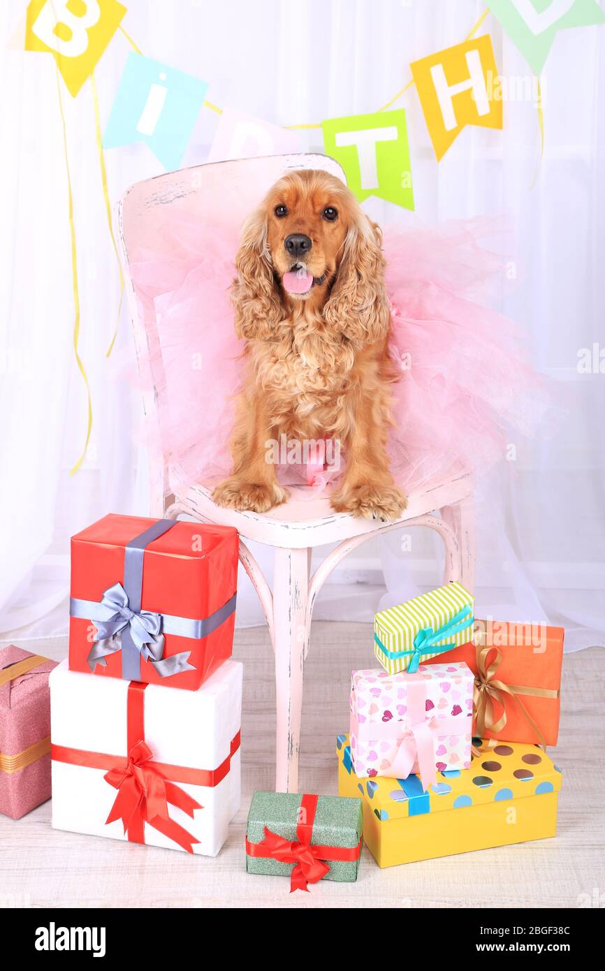 English cocker spaniel and birthday Stock Photo - Alamy