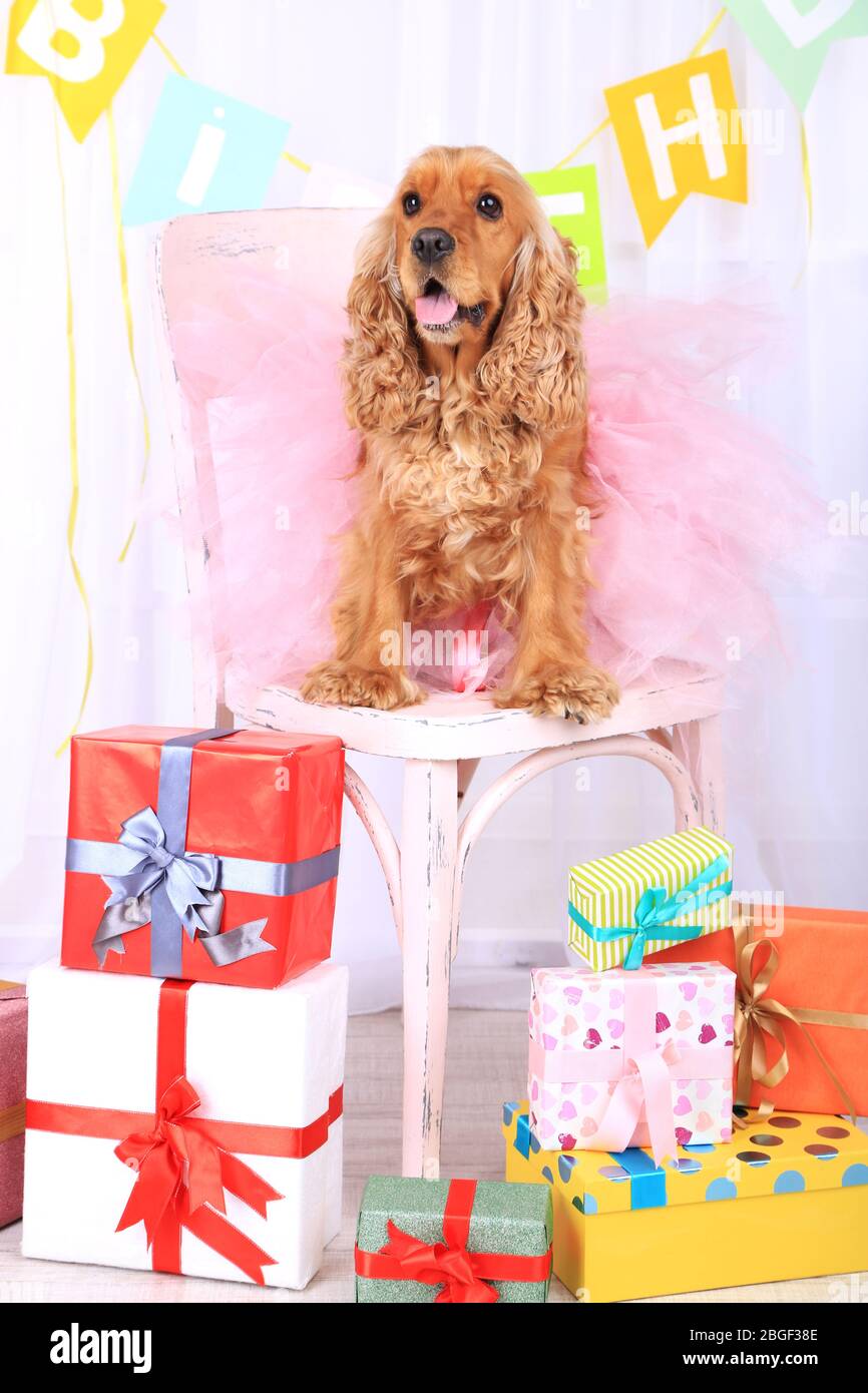 English cocker spaniel and birthday Stock Photo - Alamy