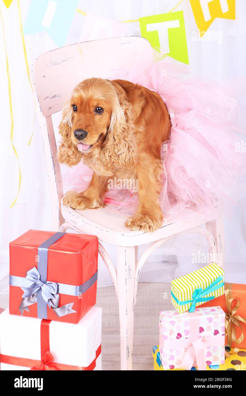 English cocker spaniel and birthday Stock Photo - Alamy