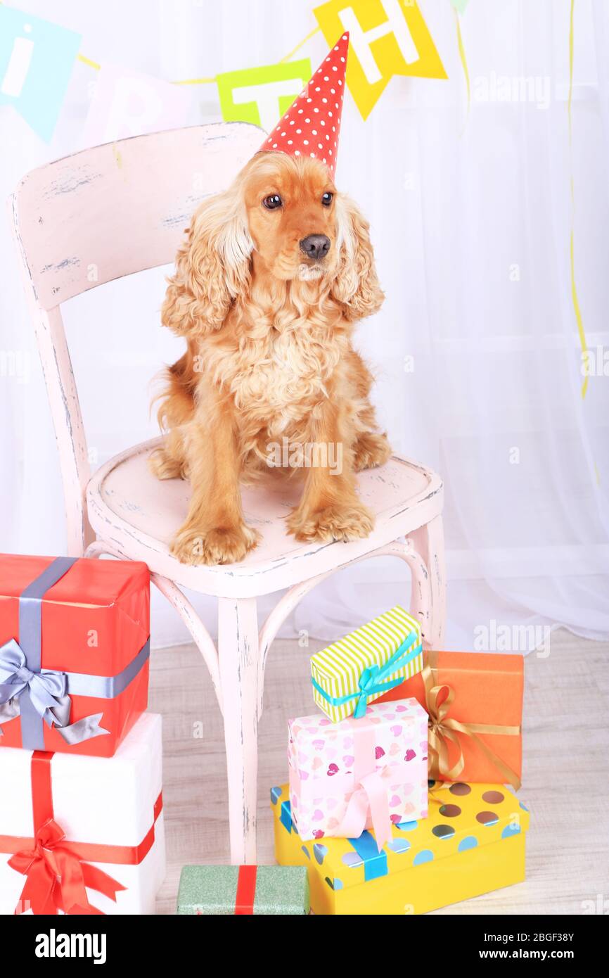 English cocker spaniel and birthday Stock Photo - Alamy