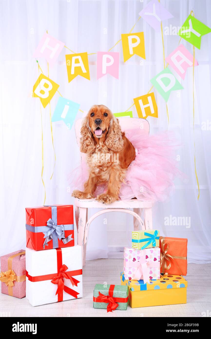 English cocker spaniel and birthday Stock Photo - Alamy