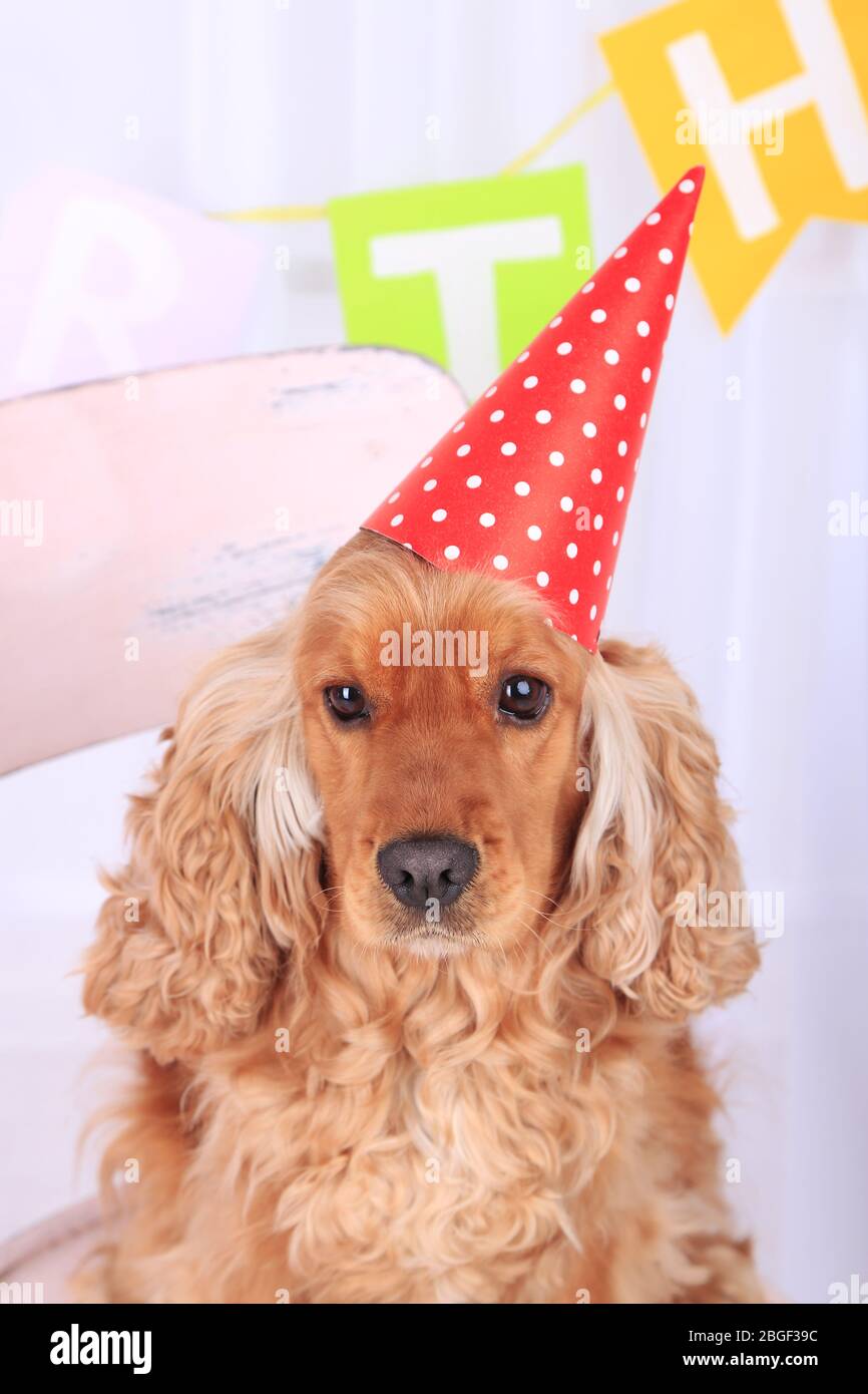 English cocker spaniel and birthday Stock Photo - Alamy