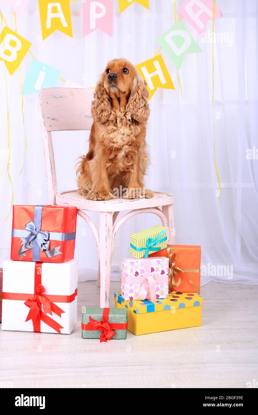 English cocker spaniel and birthday Stock Photo - Alamy