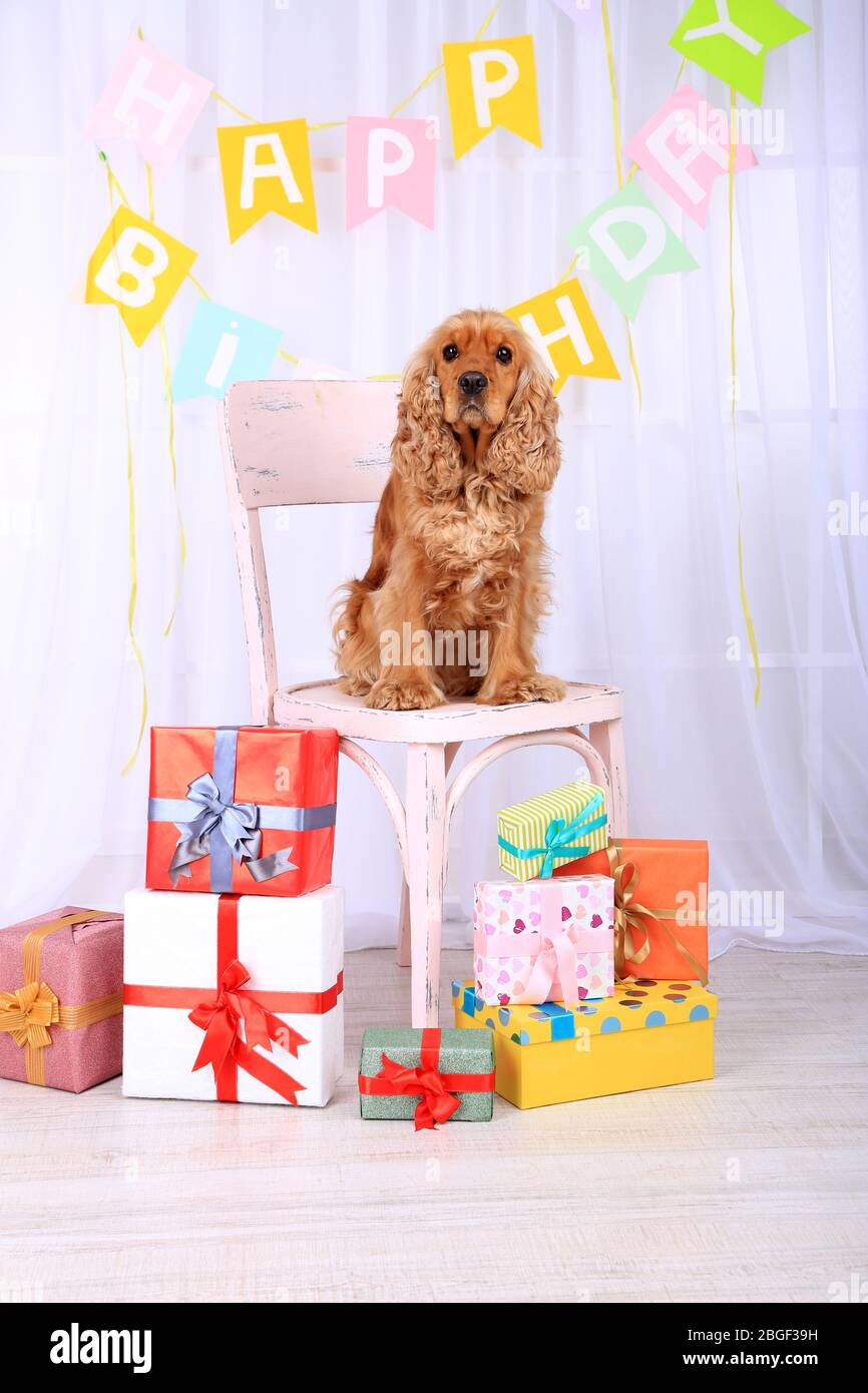 English cocker spaniel and birthday Stock Photo - Alamy