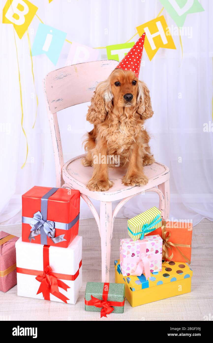 English cocker spaniel and birthday Stock Photo - Alamy