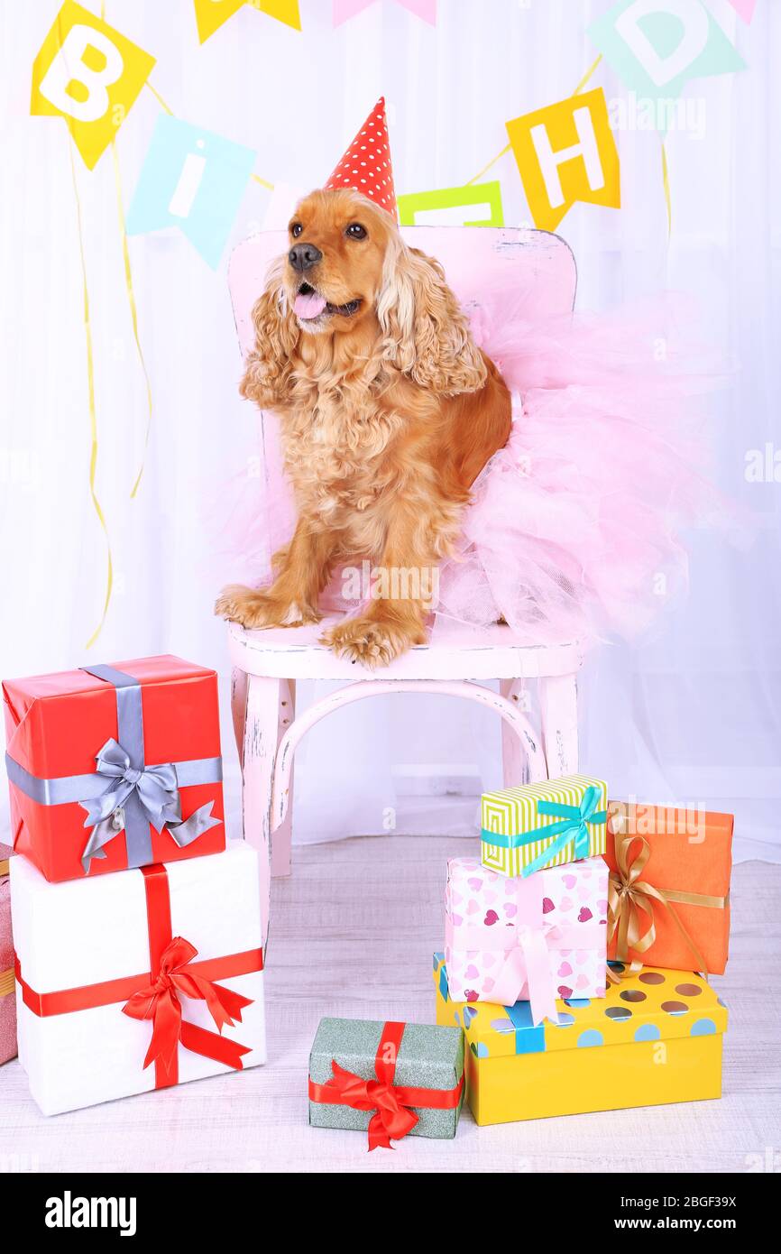 English cocker spaniel and birthday Stock Photo - Alamy