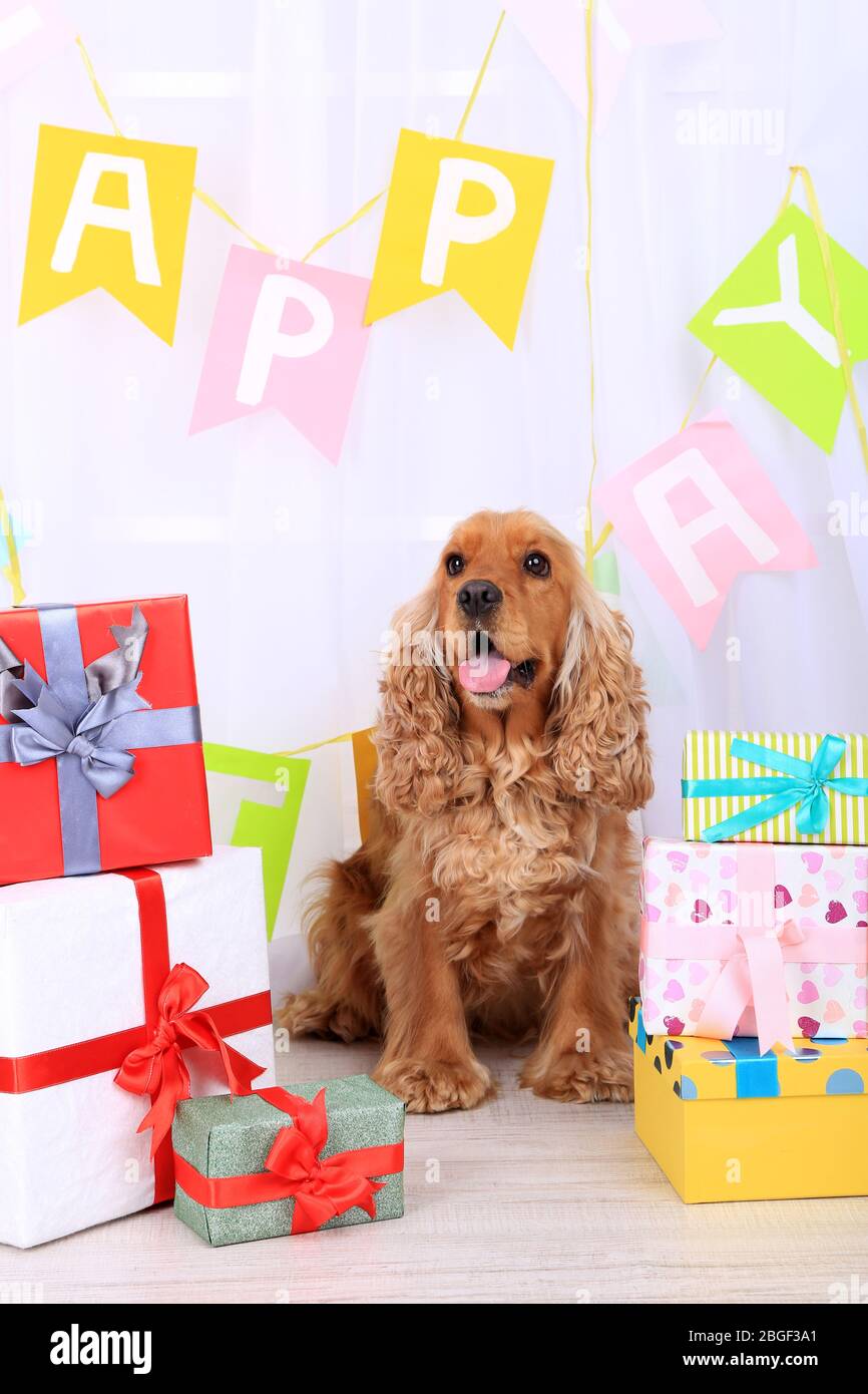 English cocker spaniel and birthday Stock Photo - Alamy