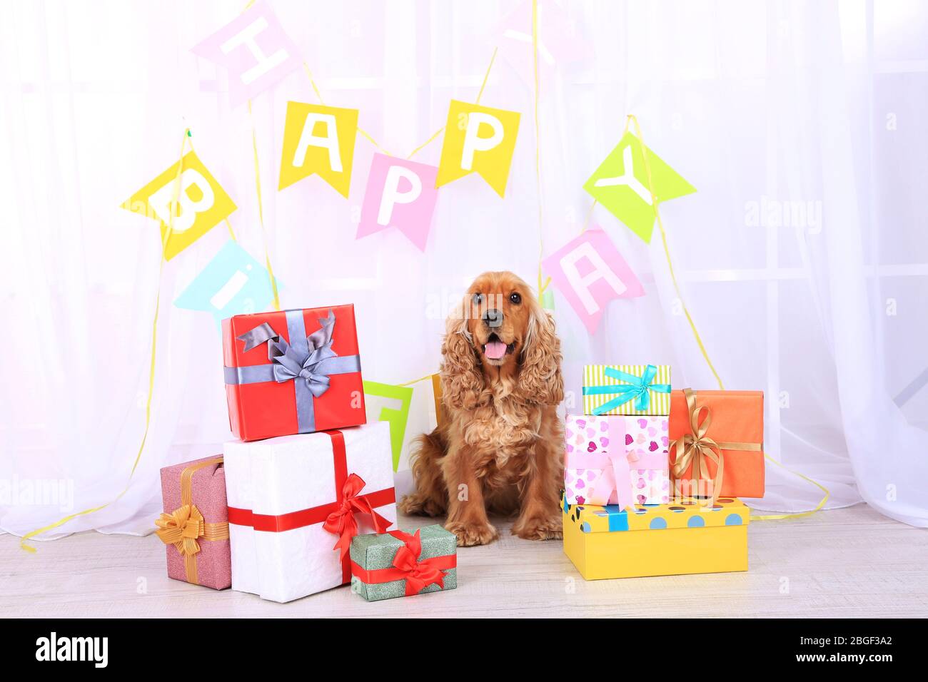 English cocker spaniel and birthday Stock Photo - Alamy