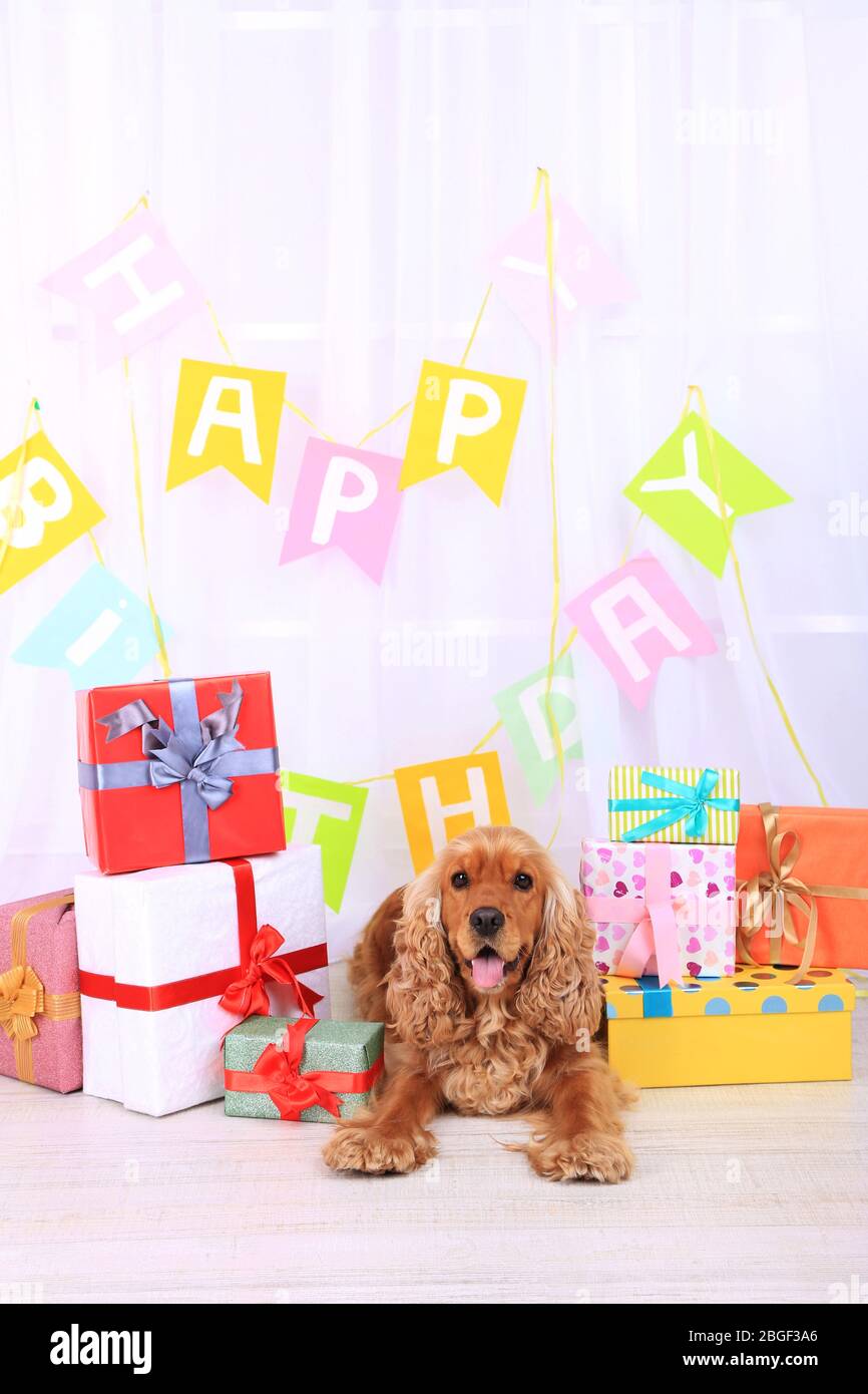 English cocker spaniel and birthday Stock Photo - Alamy