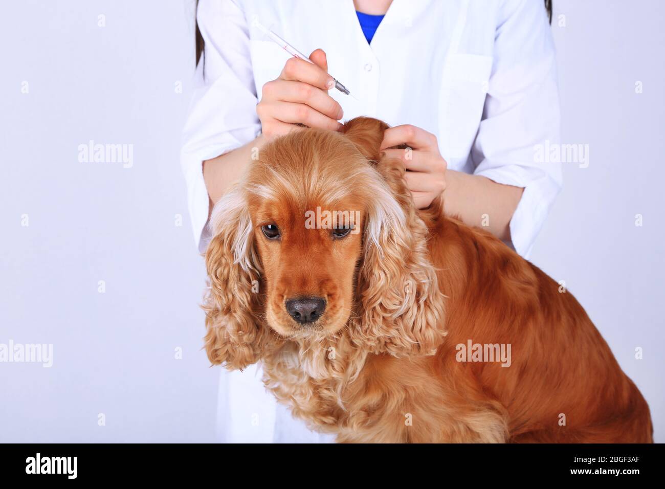 English cocker spaniel in veterinarian Stock Photo - Alamy